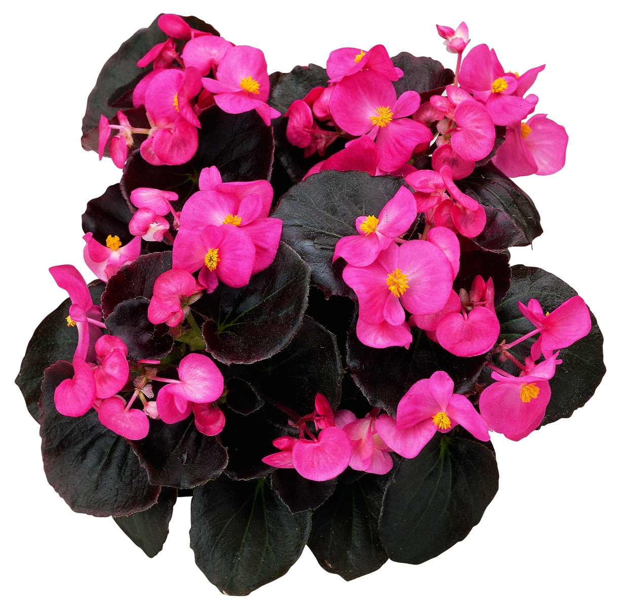 Begonia Semp. 'Senator' Series בגוניה סנטור