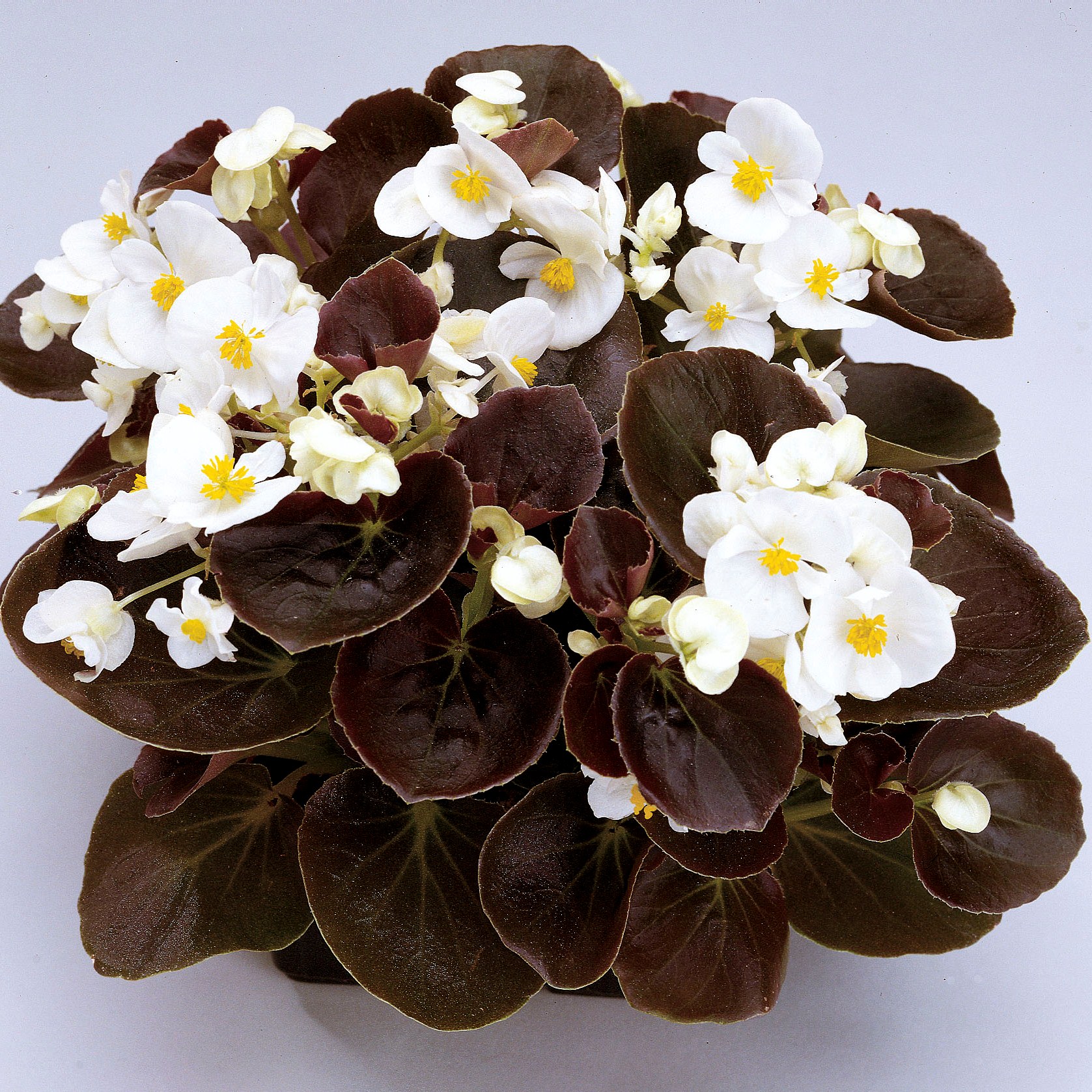 Begonia Semp. 'Senator' Series בגוניה סנטור