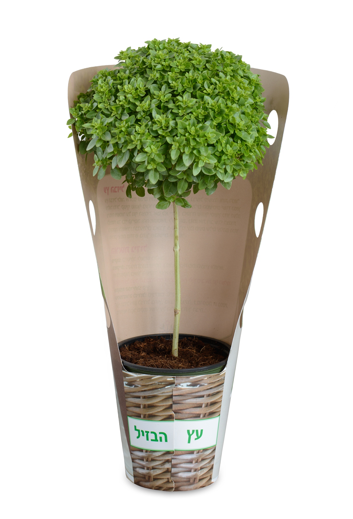 Basil Tree